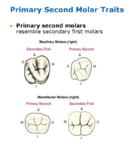 Primary and Permanent Dentition-MCQs - Focus Dentistry