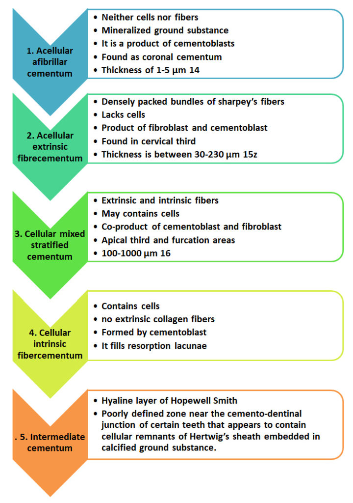 Cementum - Focus Dentistry