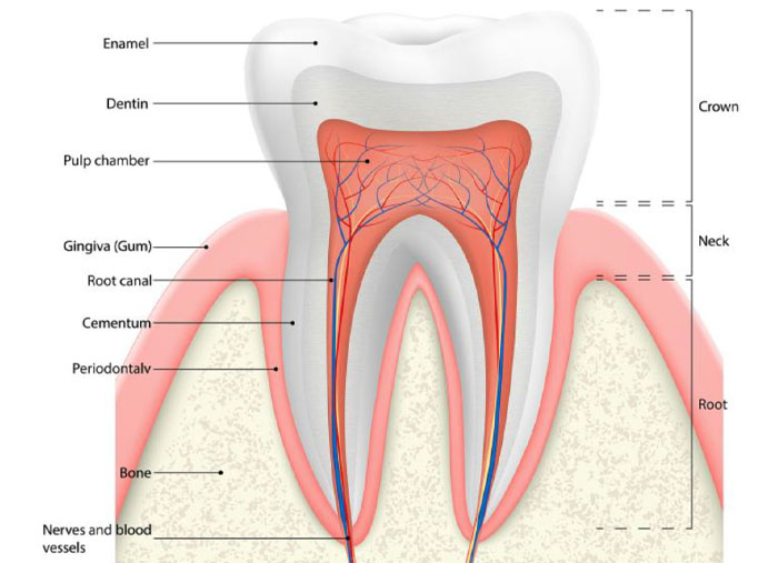 DENTIN Focus Dentistry DENTIN Focus Dentistry