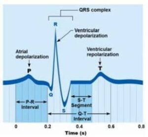 Kerala PSC Dental Surgeon Exam, Previous Year Question Paper - Focus Dentistry